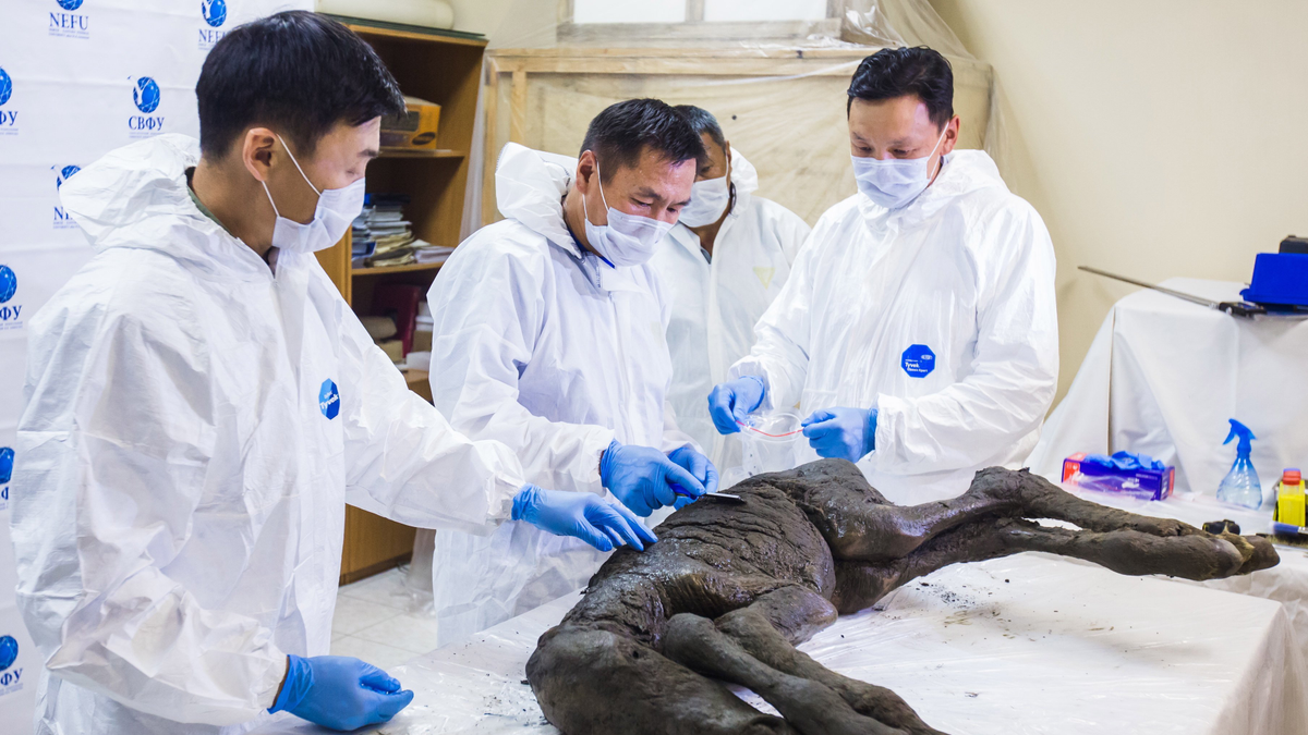 Újabb képek az őskori csikóról - ORIGO