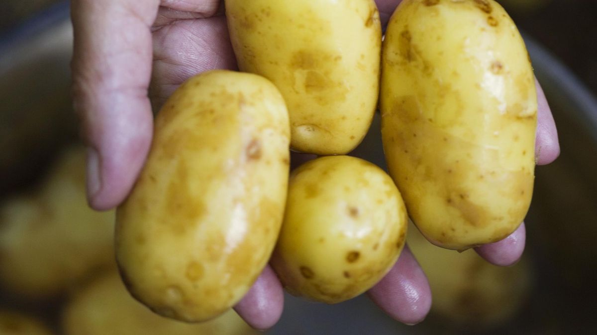 Kiszúrta a NAV a buherált krumpli-szállítmányt - ORIGO