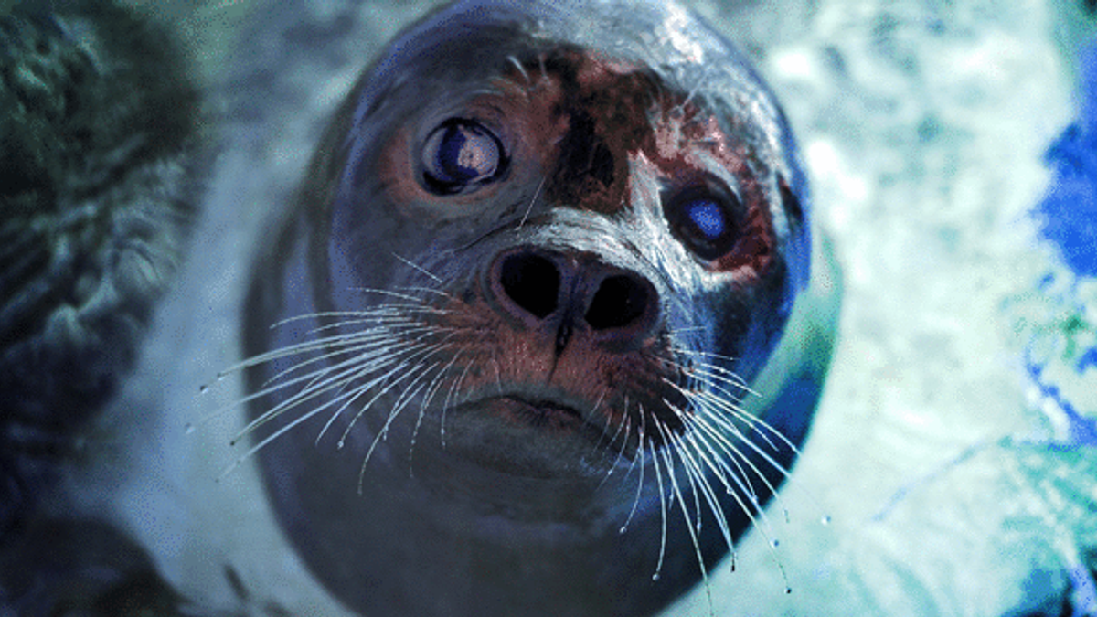 Feró és a fóka - ORIGO