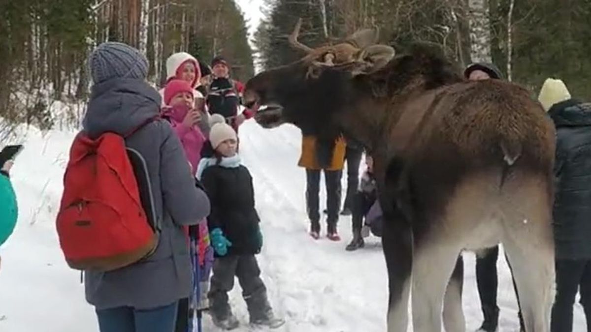 Megtámadott egy kisgyereket egy jávorszarvas - videó - ORIGO