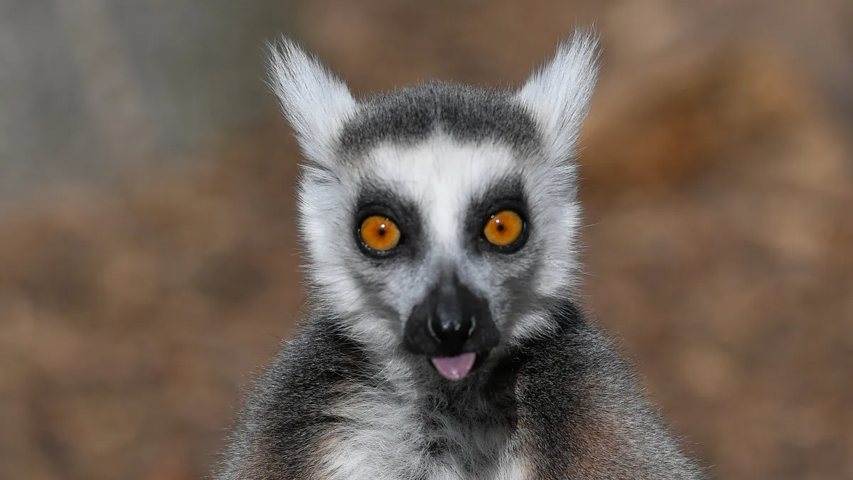 Gyűrűsfarkú makik születtek a debreceni állatkertben - ORIGO