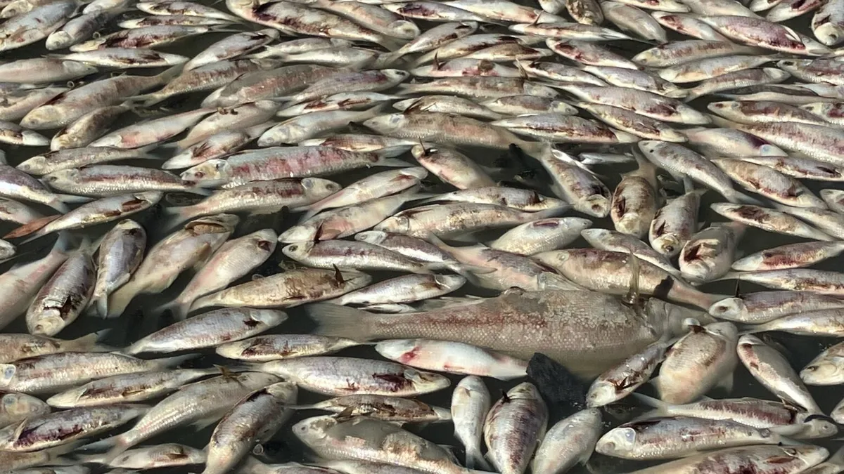 Döglött halak milliói borítják ezt az ausztrál folyót - videó - ORIGO