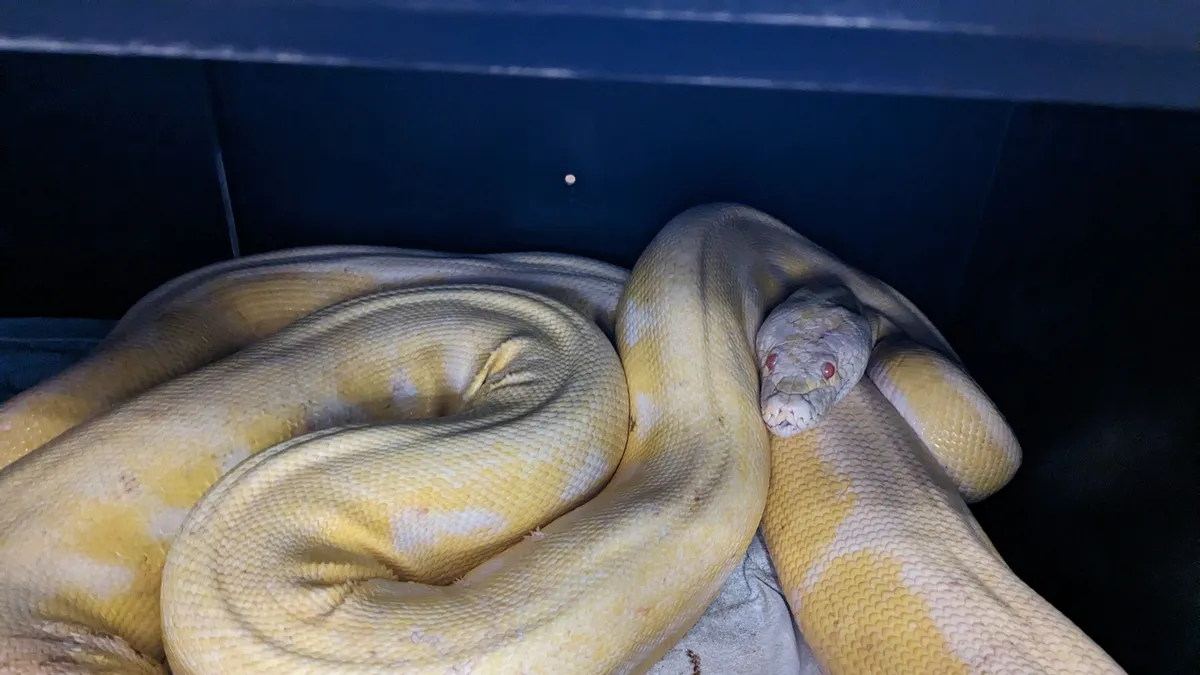 Vége a rettegésnek, befogták az öt hónapig szökésben lévő ötméteres ...