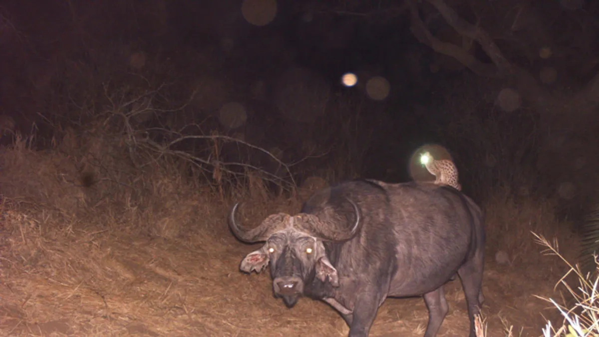 Példátlan fotók egy petymegről - ORIGO