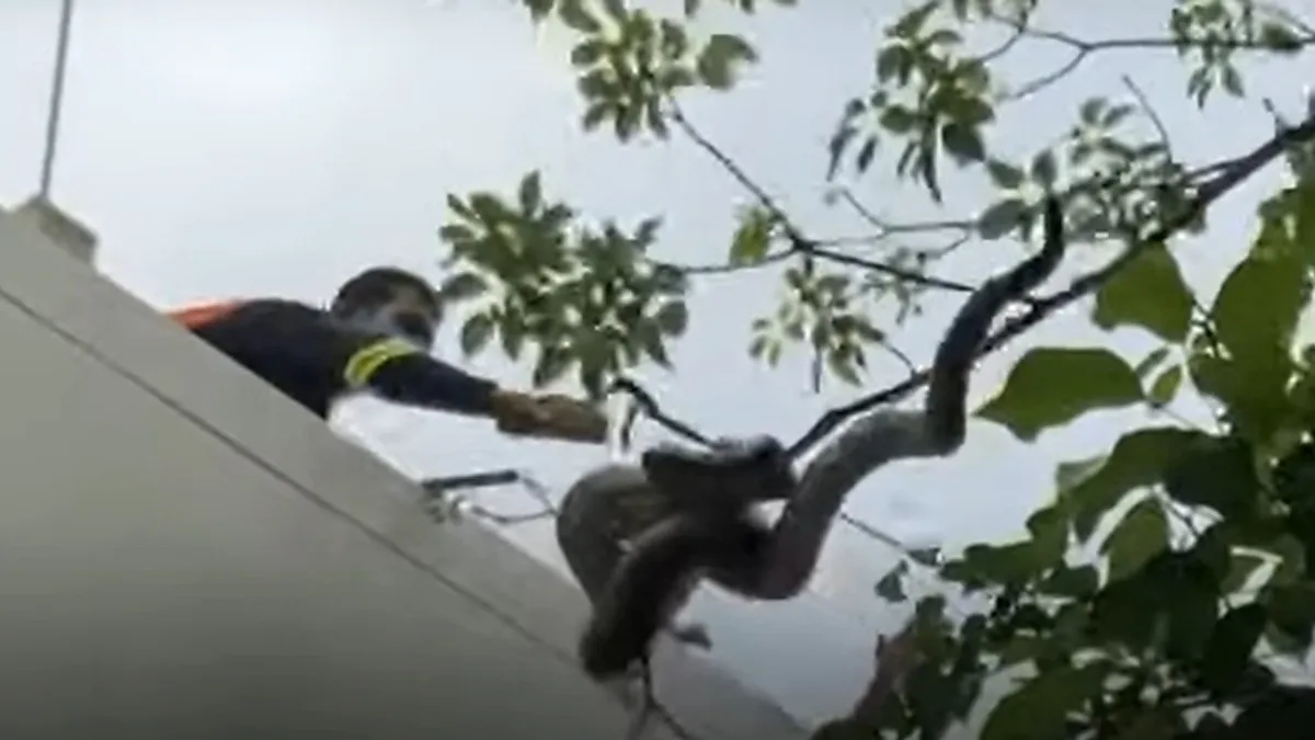 Egy 3,5 méteres kockás pitont kellett befogni Bangkok belvárosában ...