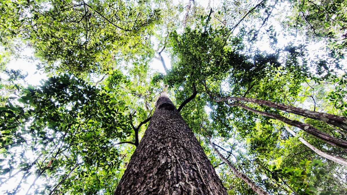 Döbbenetes, hány fafaj él a Földön - ORIGO