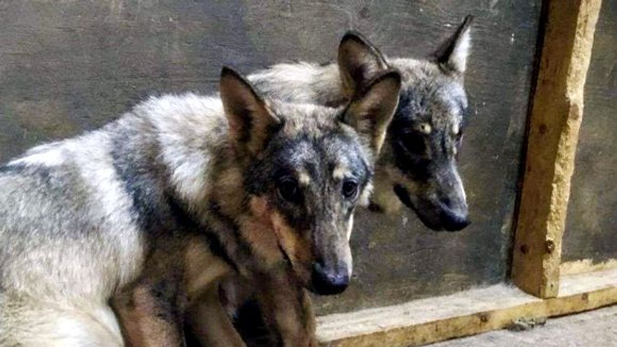 Kutya-farkas hibrideket tenyésztenek Finnországban - ORIGO