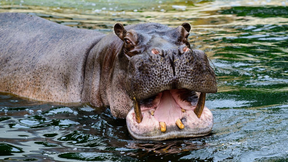 Víziló ölt meg egy turistát - ORIGO