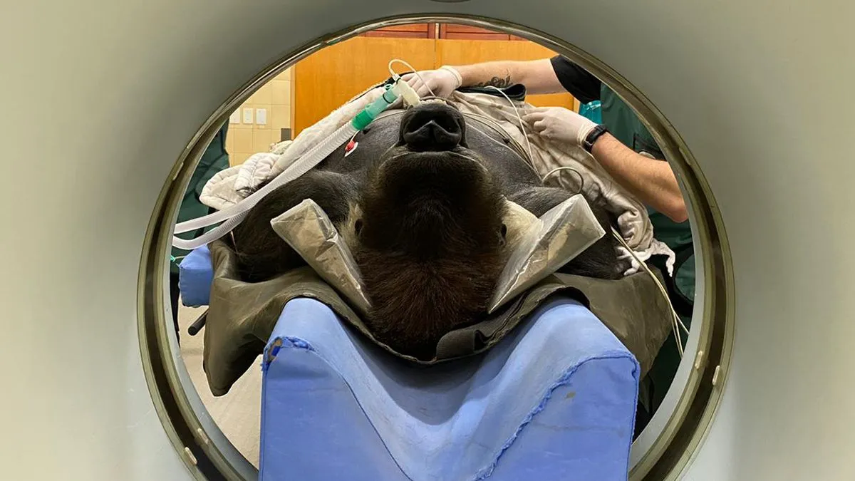 Csodálatos fotók egy több száz kilogrammos gorilla CT-vizsgálatáról - ORIGO