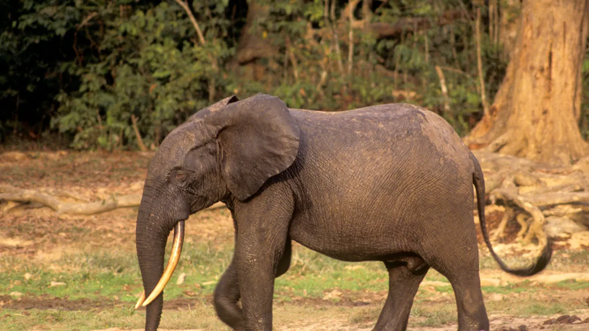 Ötszáz évig a tengerfenéken pihentek, most mesélnek az elefántagyarak ...