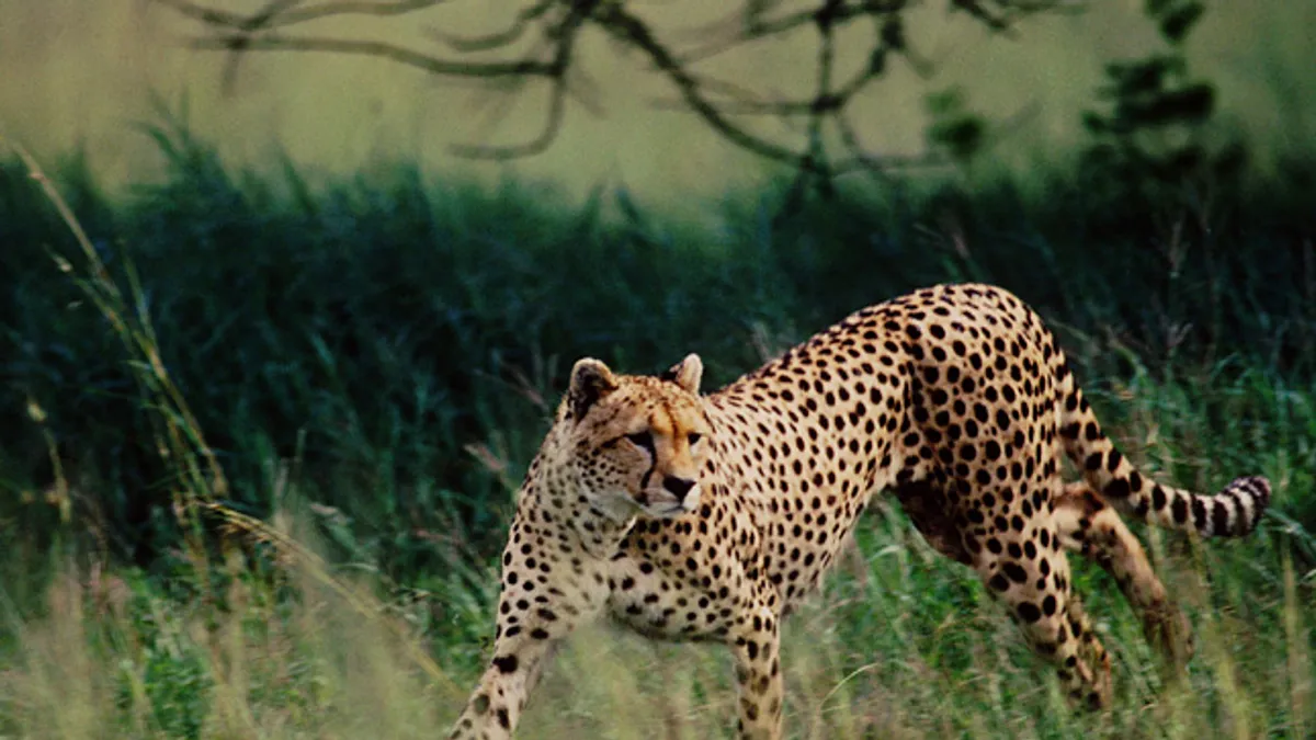 Újra gepárdok népesíthetik be az indiai vadont - ORIGO