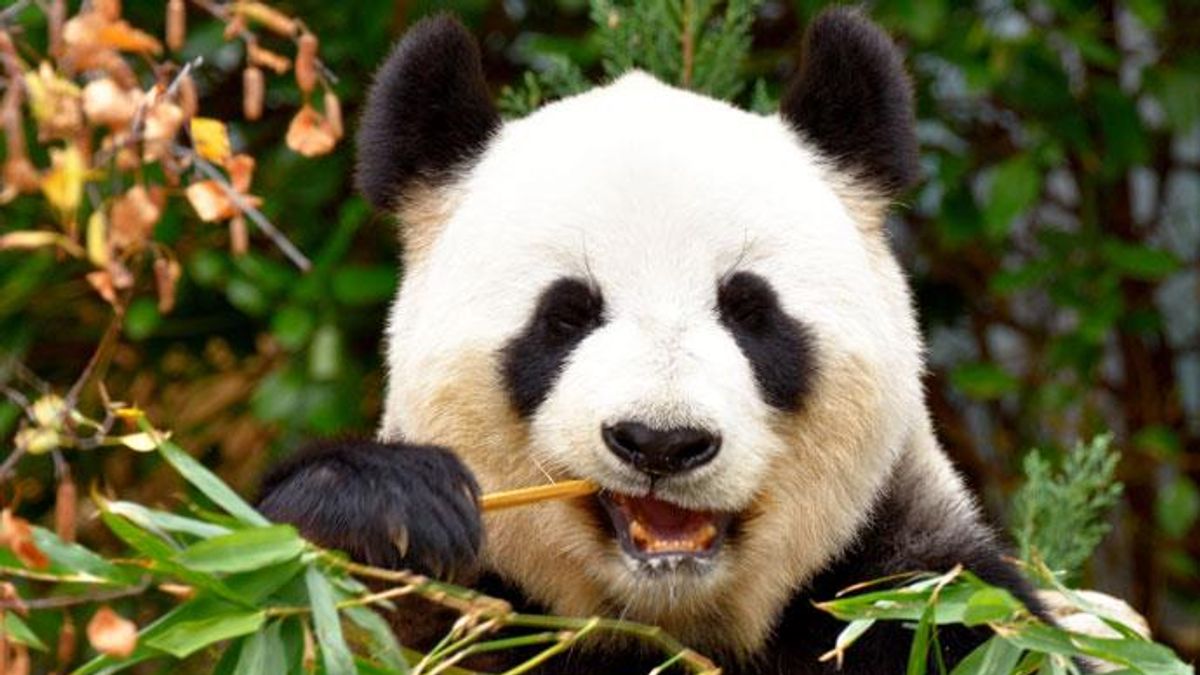 Óriáspanda született a Tajpeji Állatkertben - ORIGO