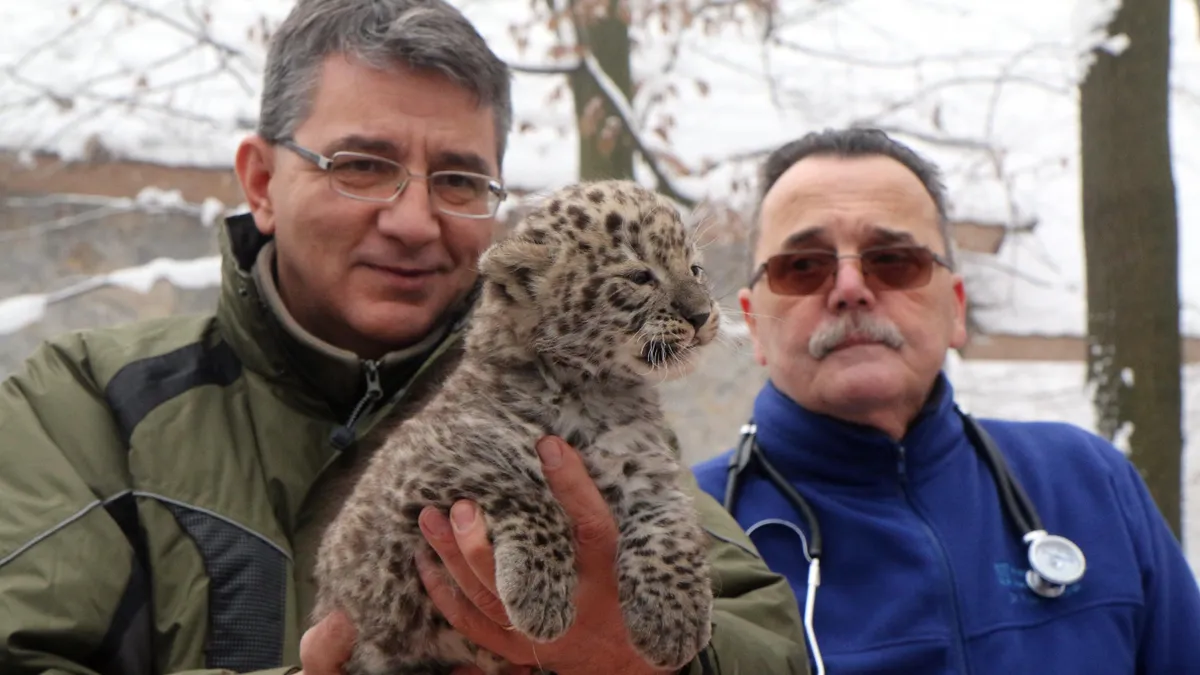 Már egy hónapos a miskolci perzsa leopárd-kölyök - ORIGO