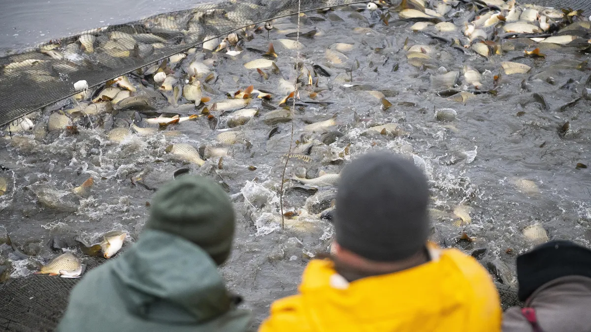 Megkezdődött a karácsonyi ponty lehalászása - nézze meg a képeket! - ORIGO