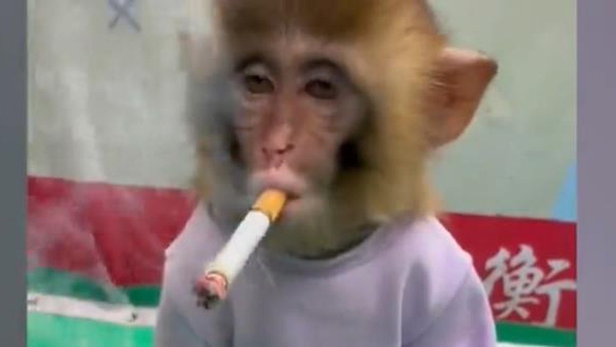 Cigarettát adtak egy kismajom szájába a gondozói - videó - ORIGO