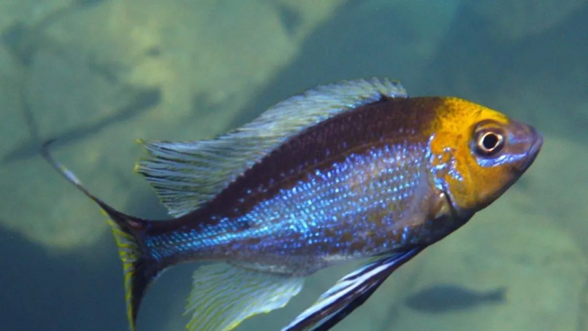 Új halfajok jöttek létre, meglepő a magyarázat - ORIGO