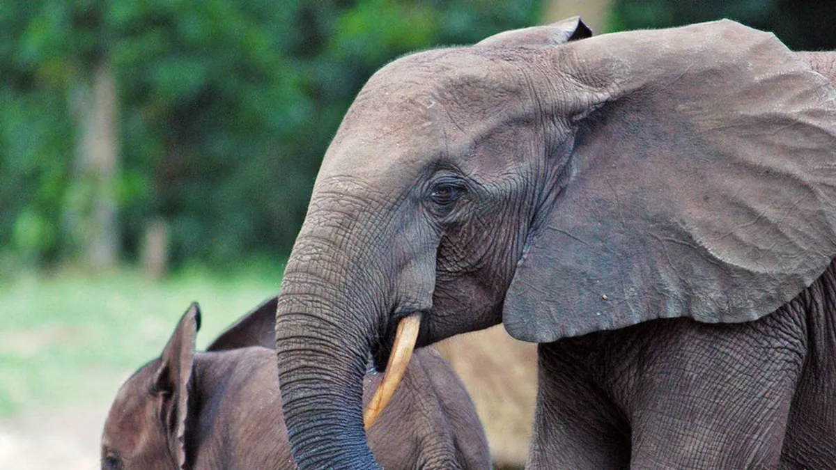 Újabb elhullott elefántok ügyében nyomoznak Botswanában - ORIGO