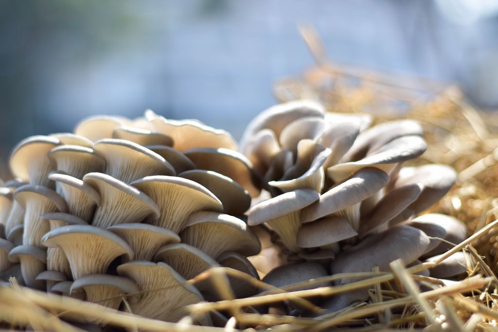 Itt a gombaszedés ideje: 5 ehető gomba, ami a hazai erdőkben is könnyen ...