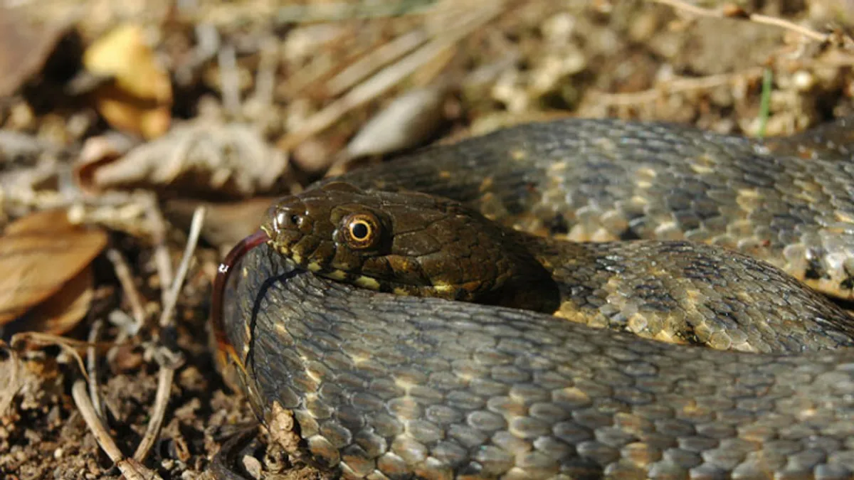 2016-ban a kockás sikló az év hüllője - ORIGO