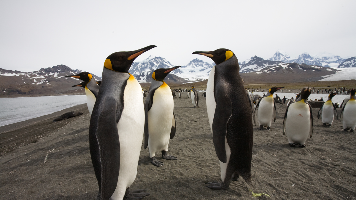 Több százezer pingvin gyűlik össze novemberben ebben az öbölben - ORIGO