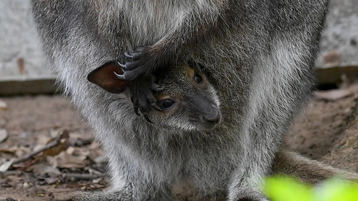 Bennett-kenguru született a debreceni állatkertben - ORIGO