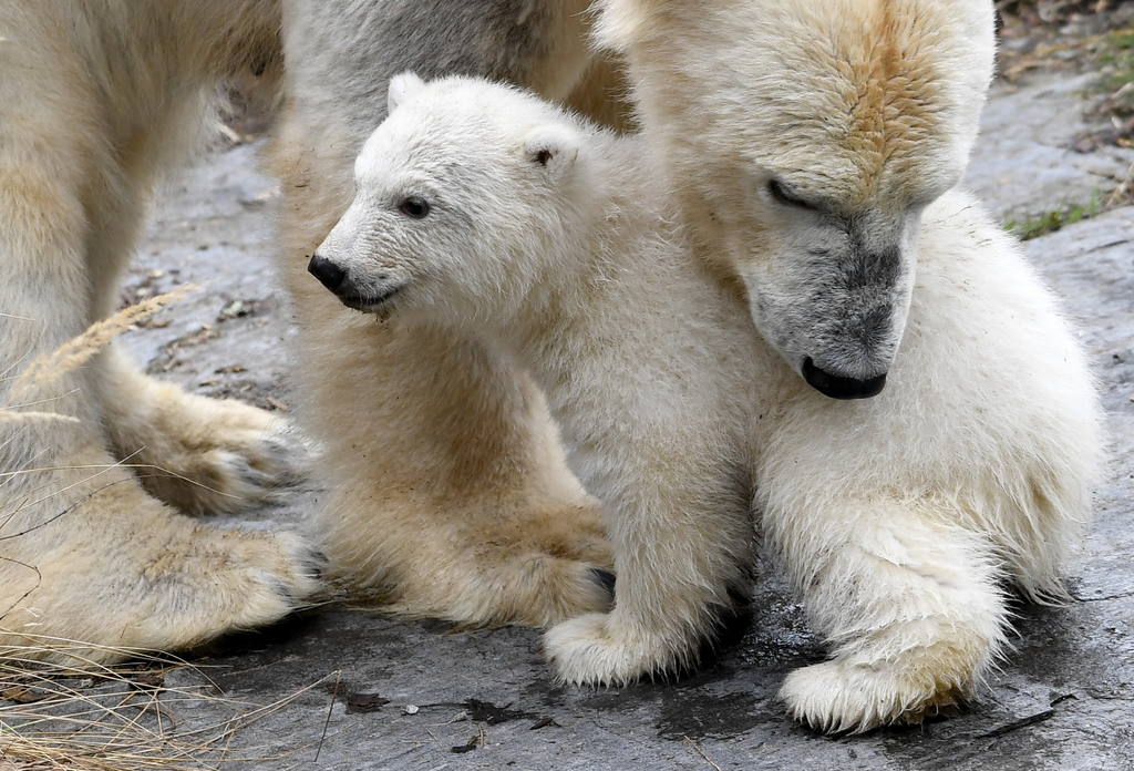 Óriási szenzáció lett az állatkerti medvebocs - ORIGO