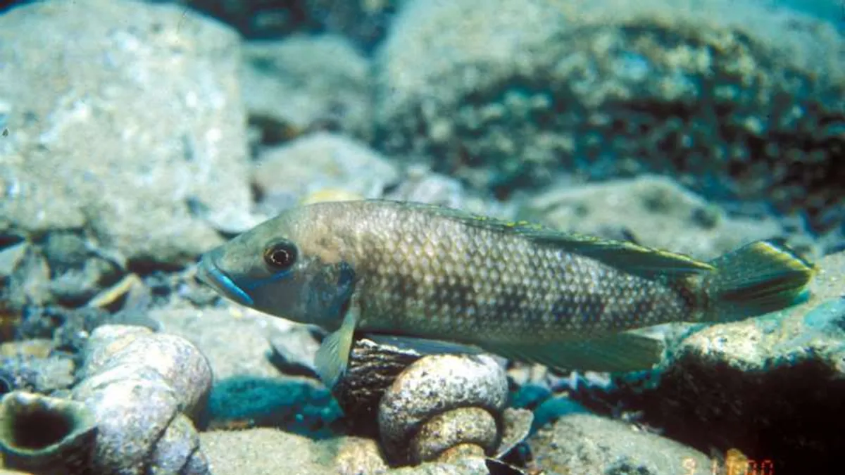 Néha a kis hal legyőzi a nagy halat - ORIGO