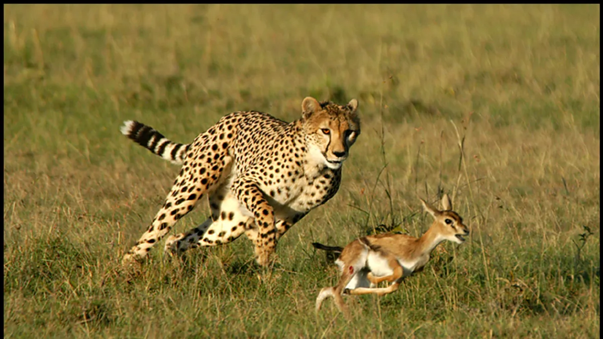 Ősszel kezdenék meg a gepárdok visszatelepítését Indiába - ORIGO