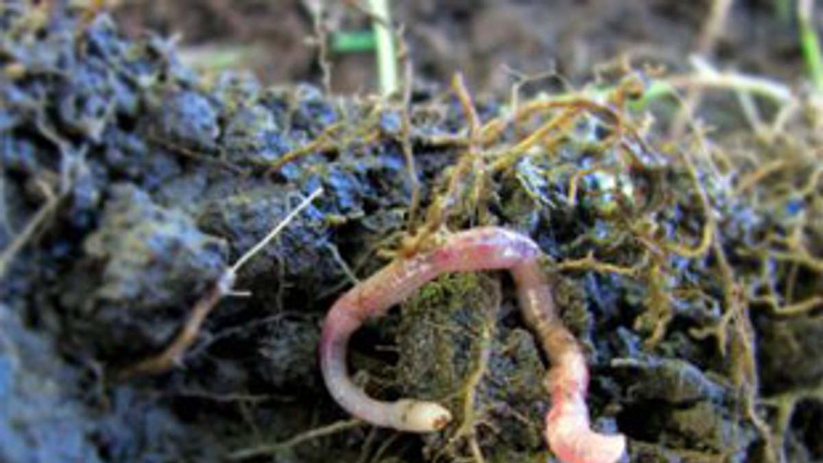 Fura giliszta bukkant fel Írországban - ORIGO