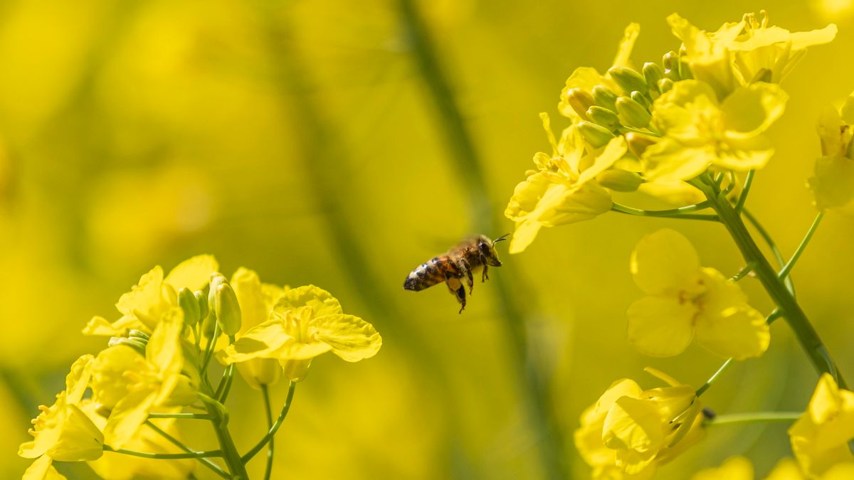 Virágzik a repce Zalában - ORIGO
