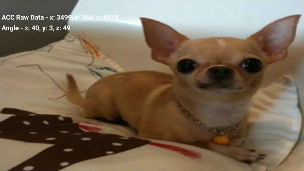 A Samsung mindegyik mobilján van egy csivava - ORIGO