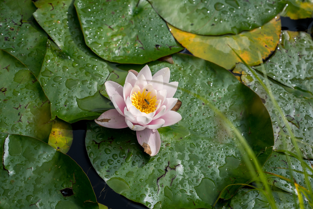 Újranyílt a Pécsi Tudományegyetem botanikus kertje – képek - ORIGO