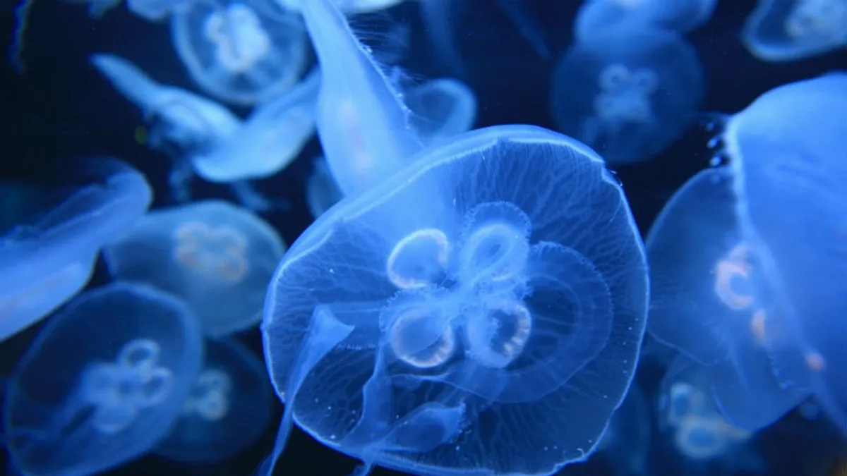 Földönkívüli lénynek tűnik a medúza - ORIGO