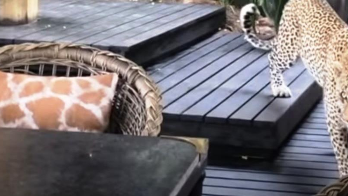 Besétált egy leopárd az étterembe vadászat közben – videó - ORIGO