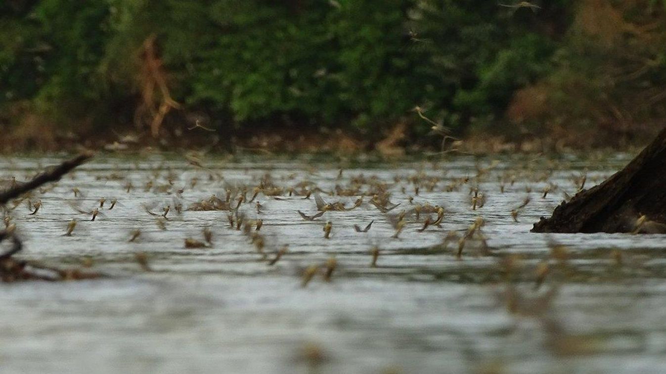 Kezdődik a tiszavirágzás, előrajzás van a Maroson - ORIGO