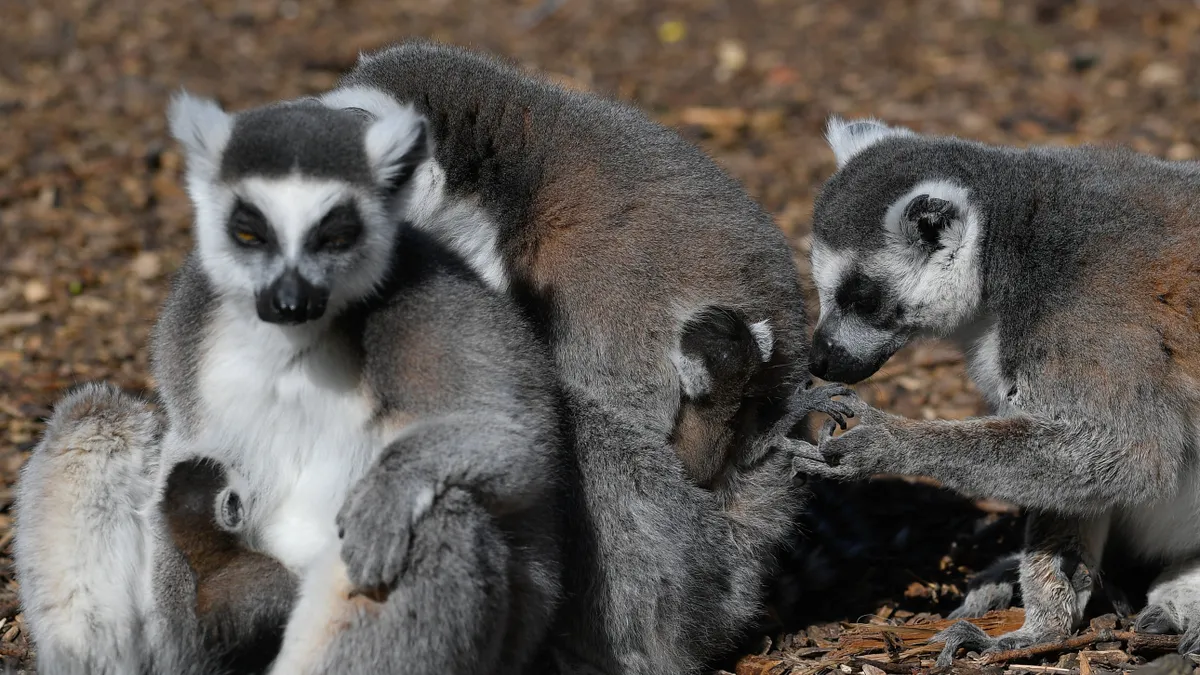 Gyűrűsfarkú makik születtek a debreceni állatkertben - ORIGO
