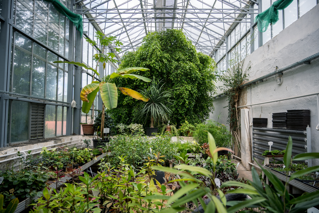 Újranyílt a Pécsi Tudományegyetem botanikus kertje – képek - ORIGO