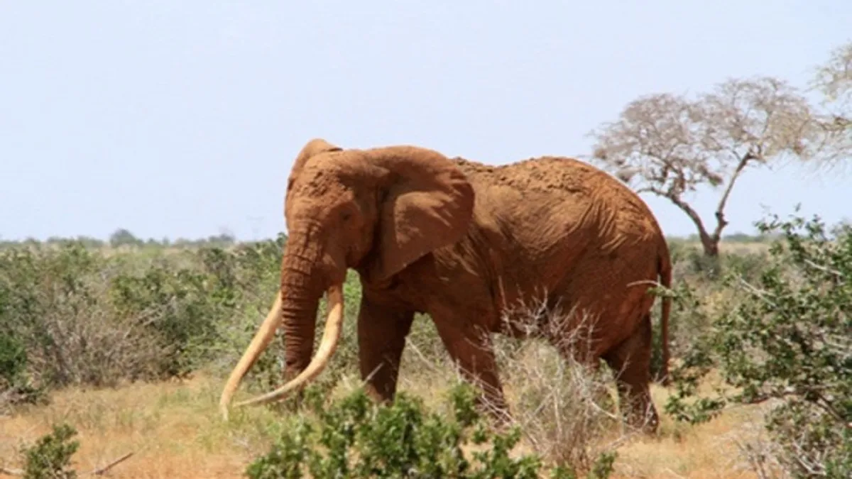 Elefántok, zebrák, antilopok estek orvvadászok áldozatául - ORIGO