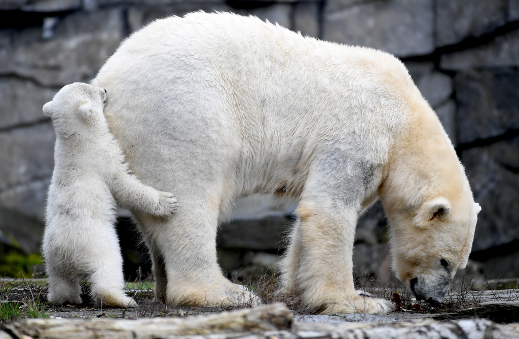 Óriási szenzáció lett az állatkerti medvebocs - ORIGO