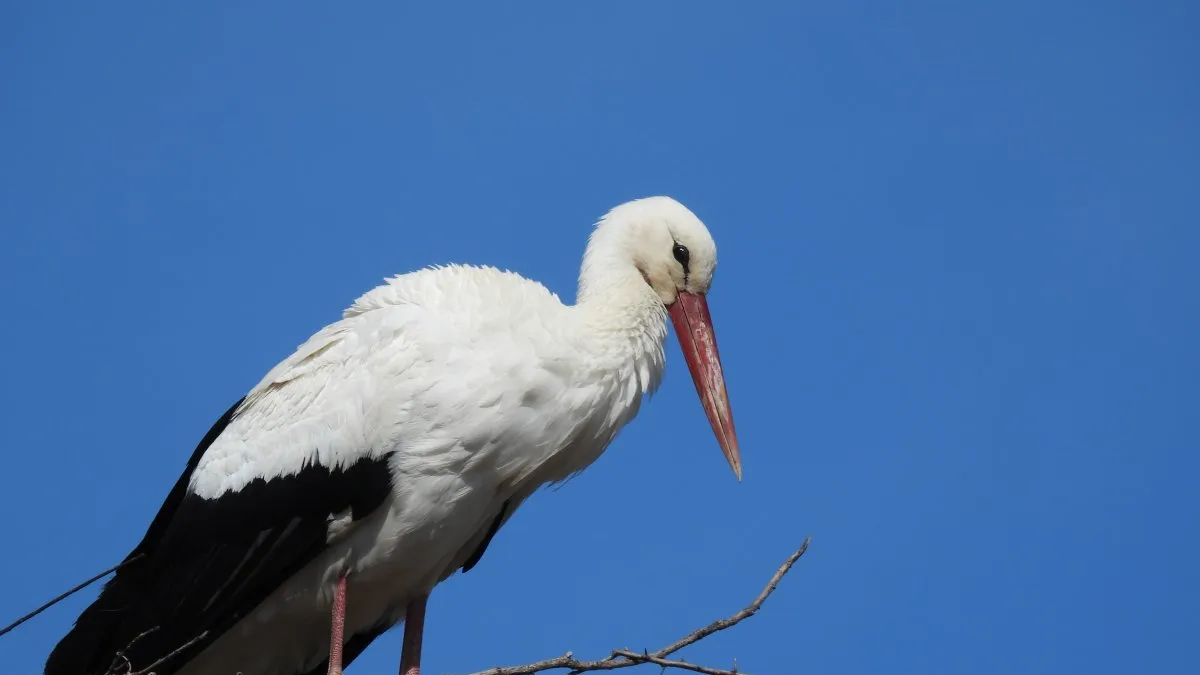 Jönnek vissza a fehér gólyák, már Bugacon sem üres a fészek - ORIGO