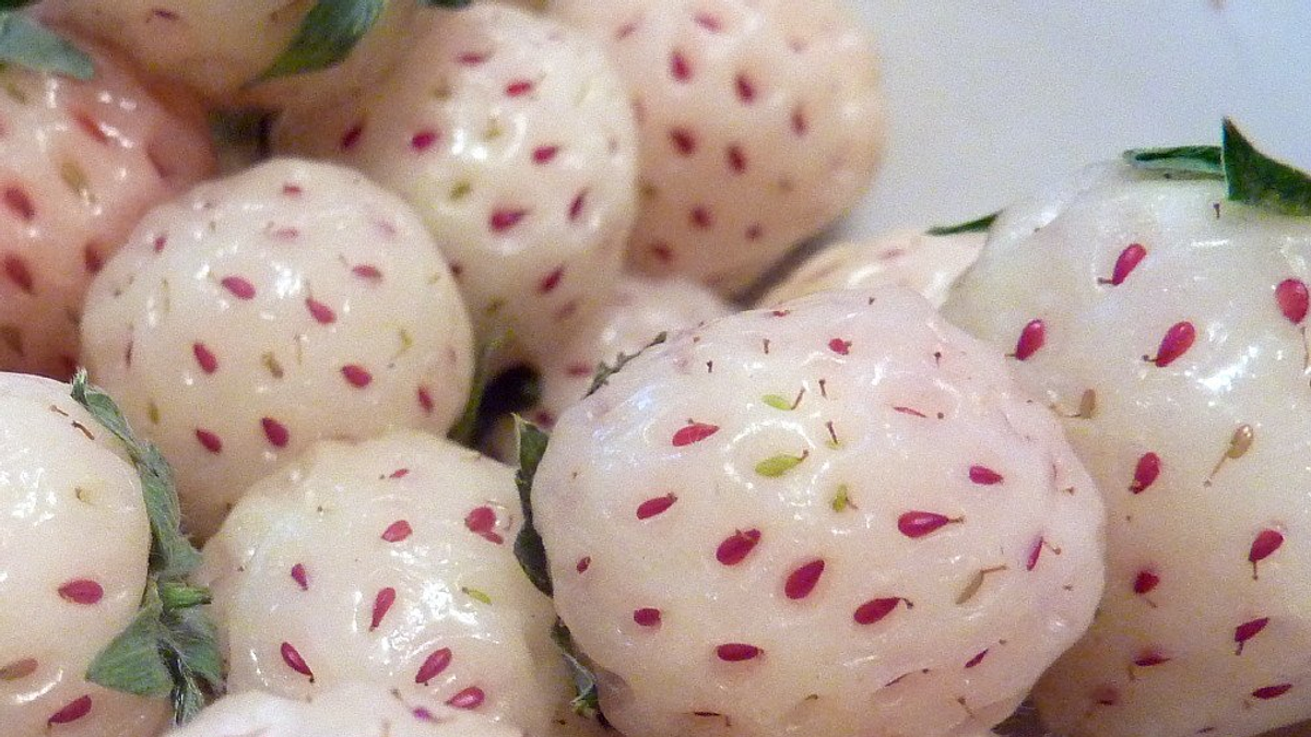 Megőrül a világ a fehér eperért - ORIGO