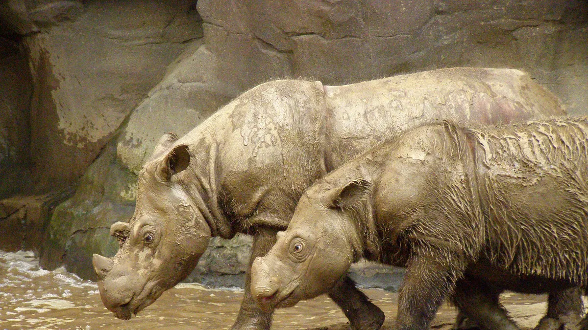 Kihalás küszöbén az orrszarvúk - ORIGO