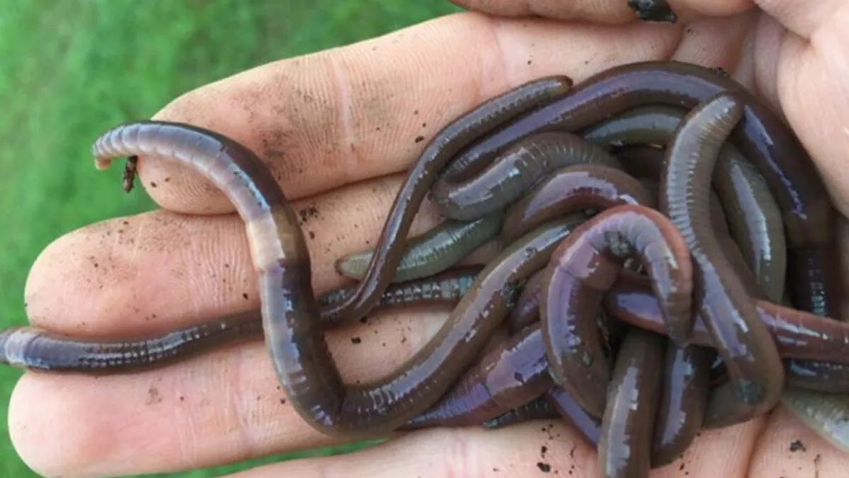 Őrült férgek lepték el Amerikát, a kutatók tehetetlenek - videó - ORIGO
