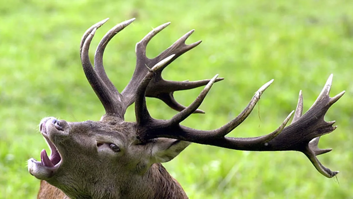 Akár az embert is megfertőzheti a zombiszarvasok betegsége - ORIGO