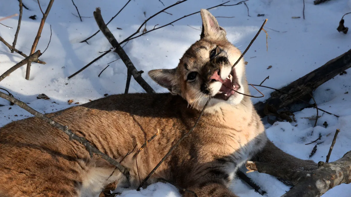 Csaknem száz év után gyilkolt újra puma Washington államban - ORIGO