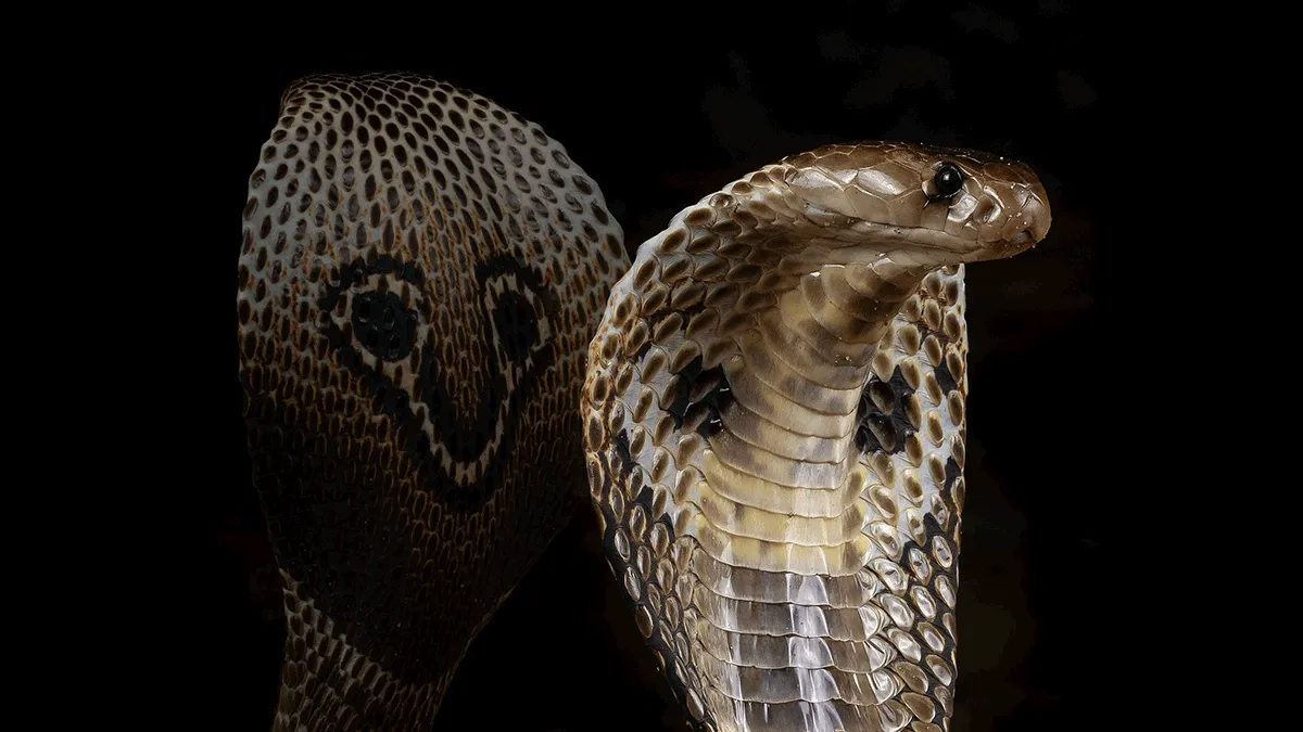 Számos életet menthet meg az indiai kobra genomjának megfejtése - ORIGO