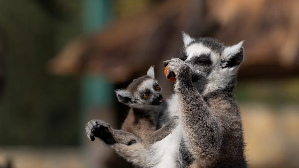 Gyűrűsfarkú makik születtek a debreceni állatkertben - ORIGO