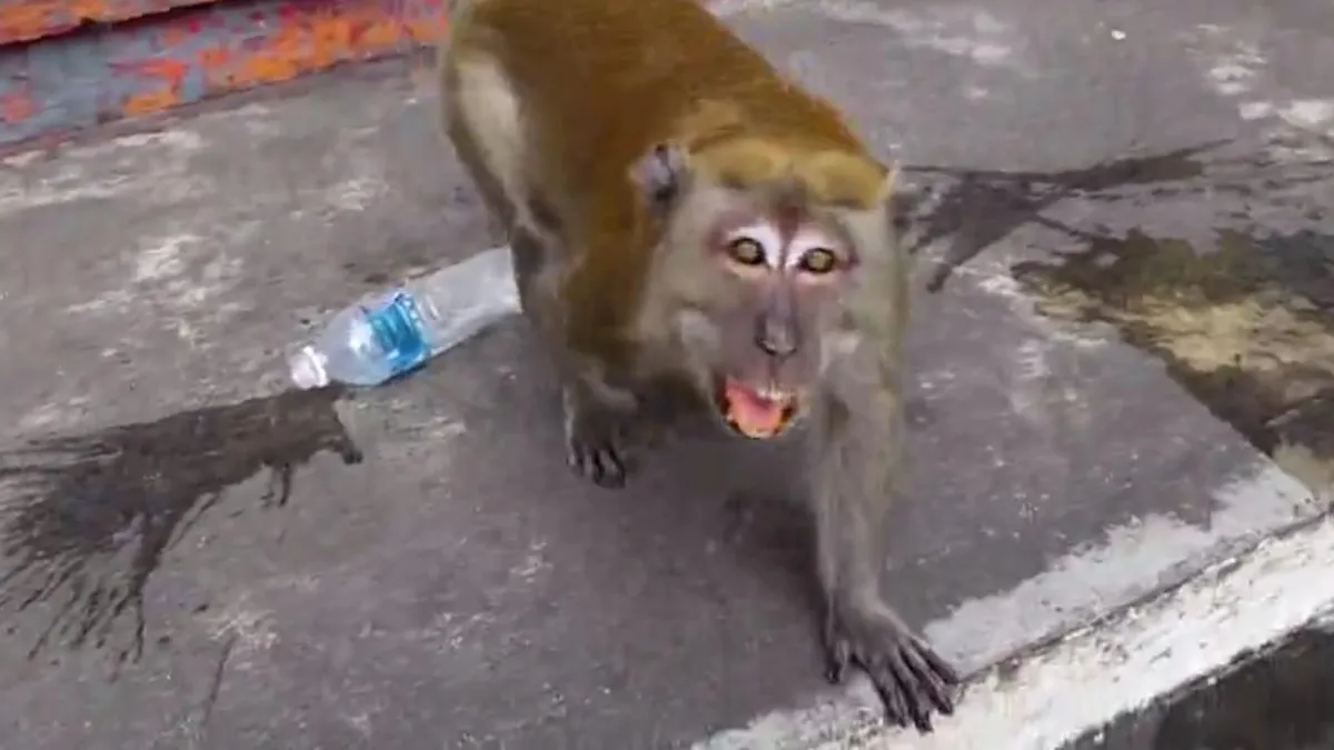 Ellopta a turista vizét egy agresszív majom - videó - ORIGO