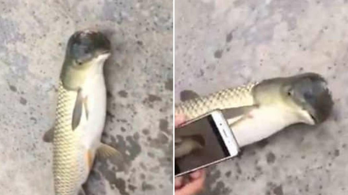 Bizarr fogás: galambfejű hal akadt horogra - ORIGO