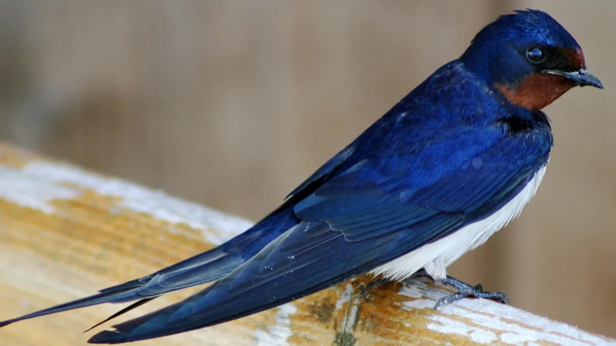 Közel hárommilliárd észak-amerikai madár tűnt el 1970 óta - ORIGO